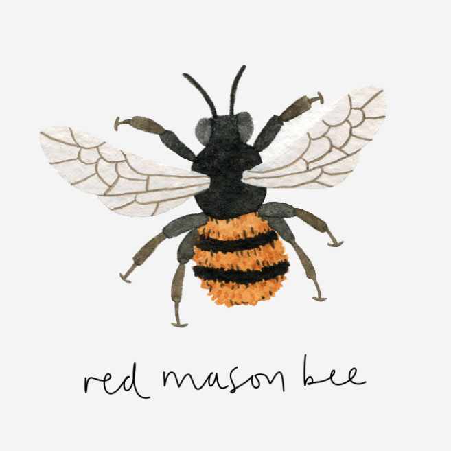 World Bee Day with my bee watercolour paintings – Katrina Sophia