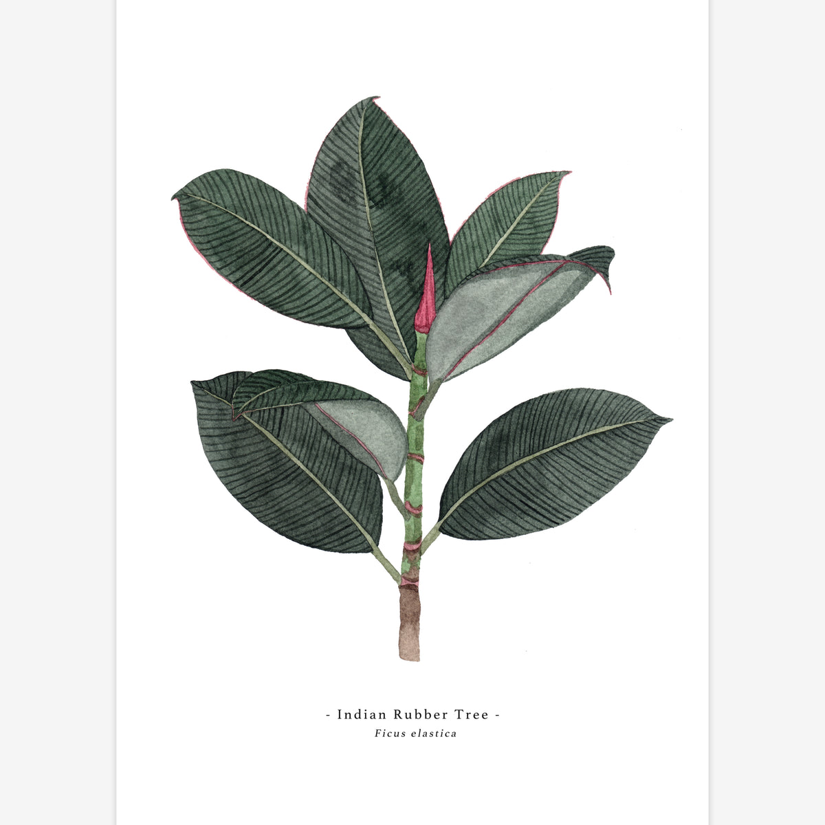 Ficus Elastica A4 Print – Katrina Sophia