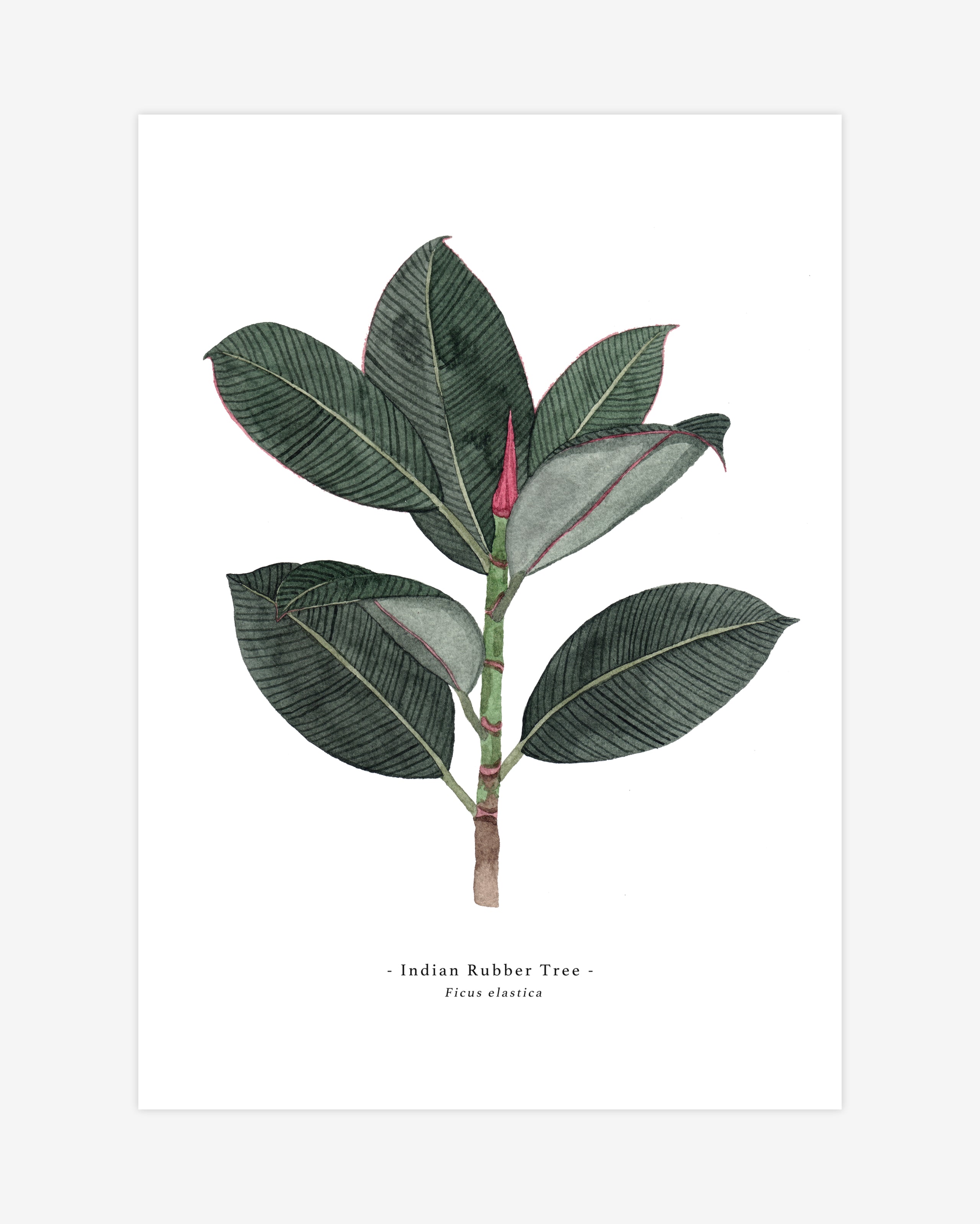 Ficus Elastica A4 Print – Katrina Sophia